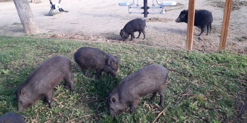 La família de porcs senglars de Can Serrafossà