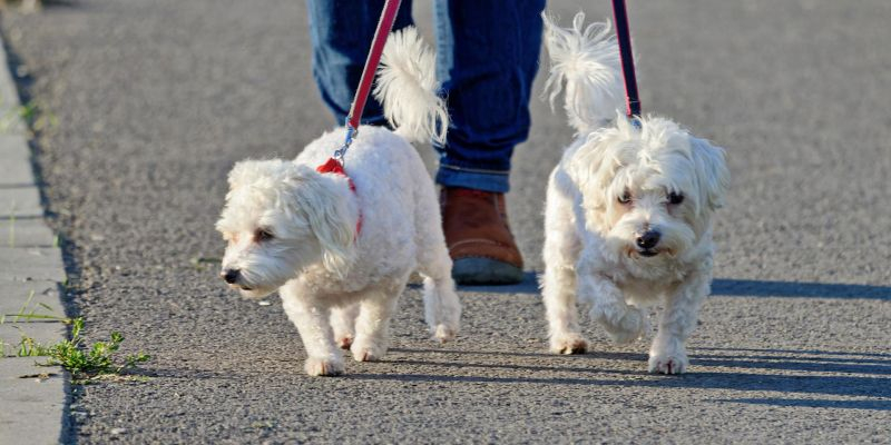 La regla dels cinc segons o com saber si puc treure a passejar el gos ...