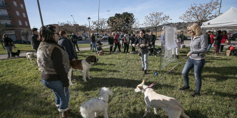 Tres tallers d'etiologia per a persones que tenen un gos